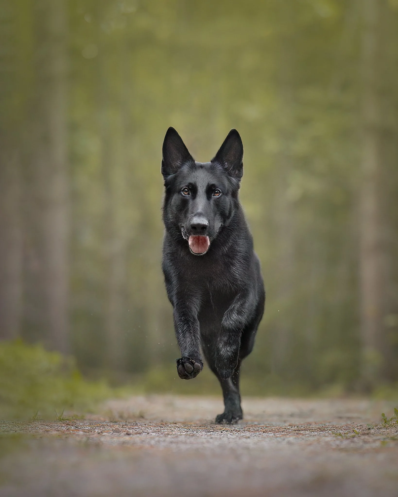 Gina Soule Photo | Maine Pet Photography | Maine Dog Photography