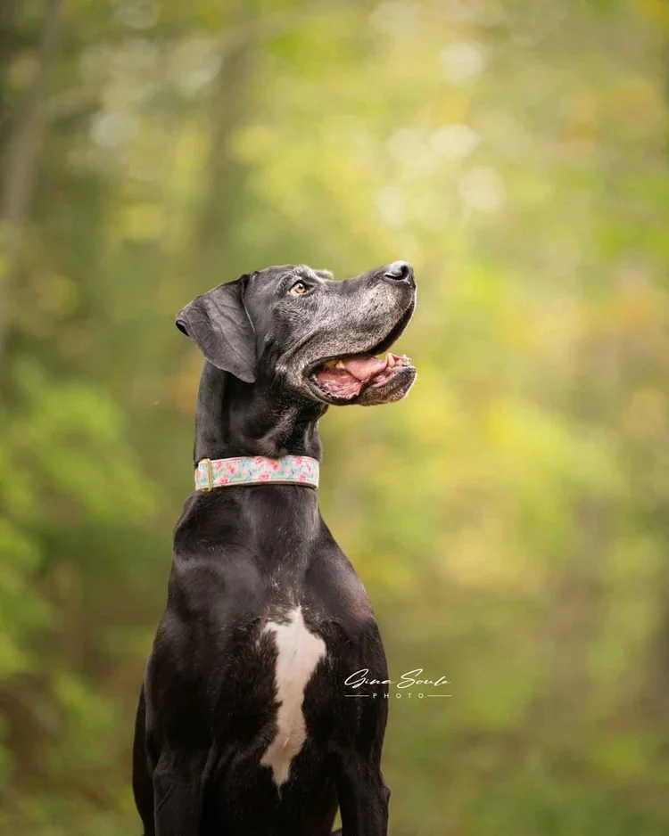 Gina Soule Photo | Maine Pet Photography | Maine Dog Photography