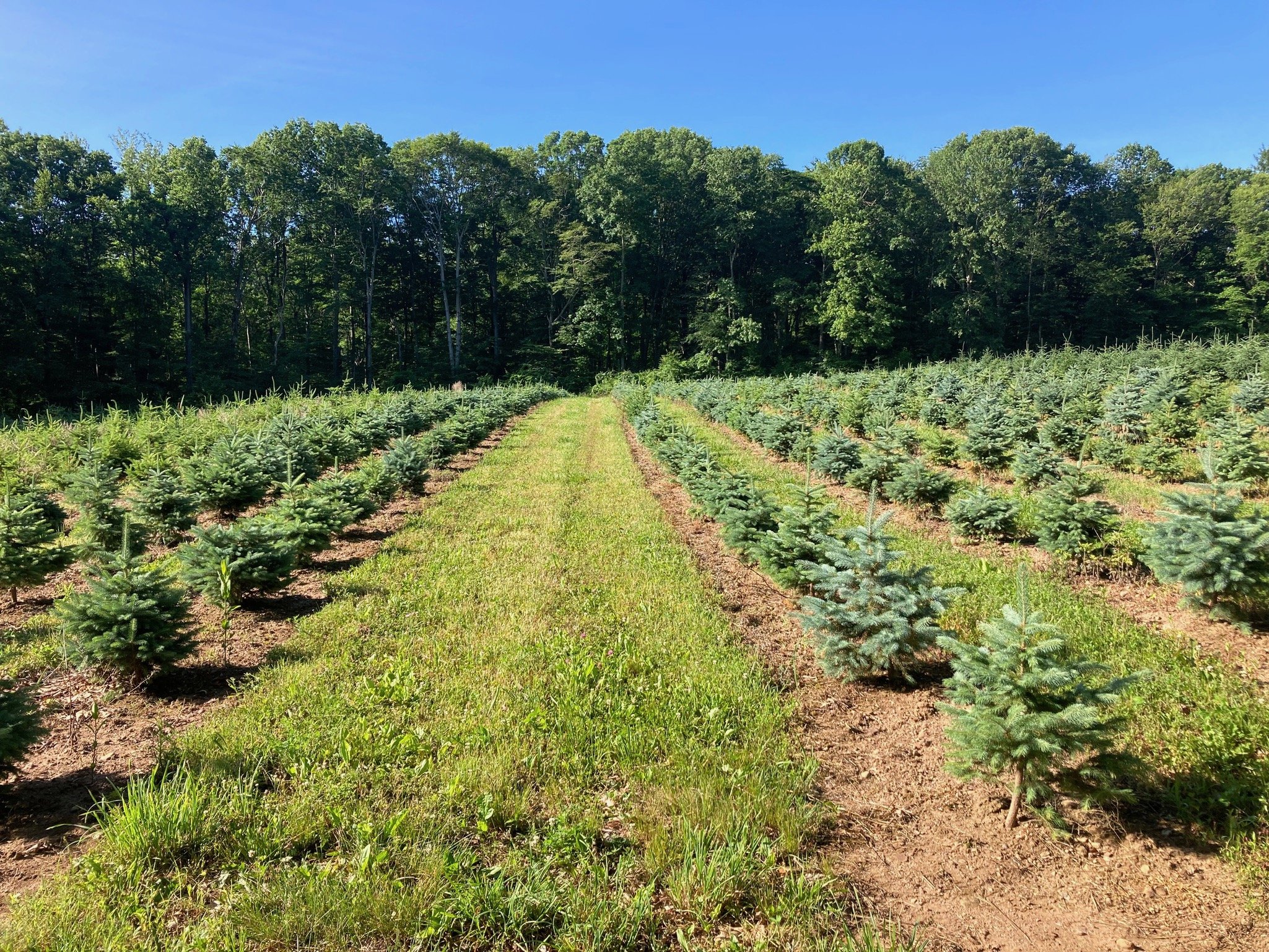 Photos & Videos — Dumas Christmas Tree Farm