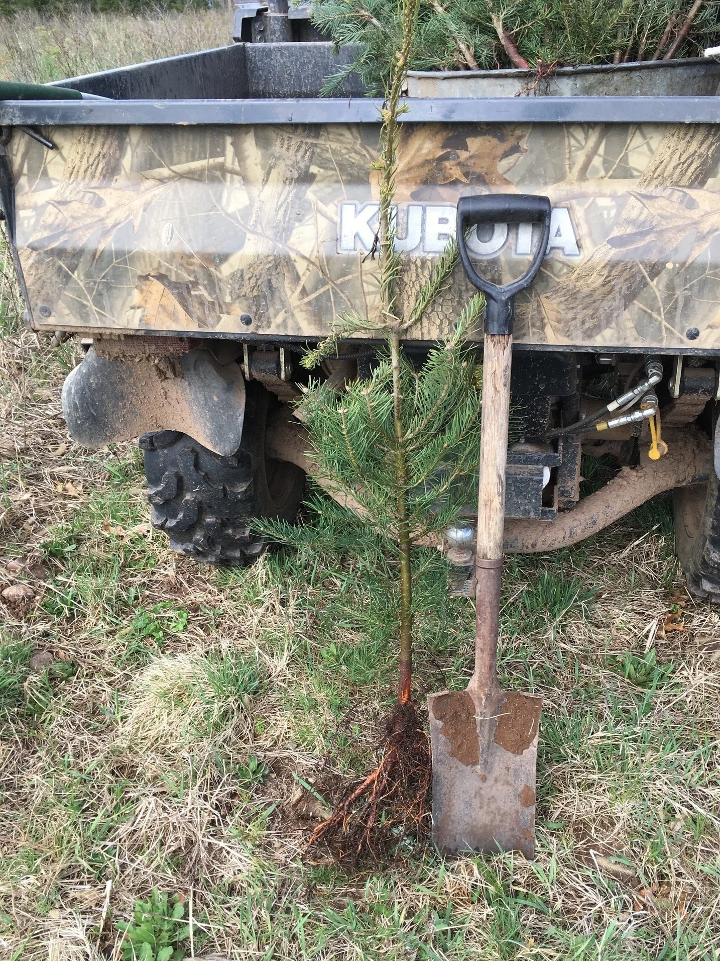 Photos & Videos — Dumas Christmas Tree Farm