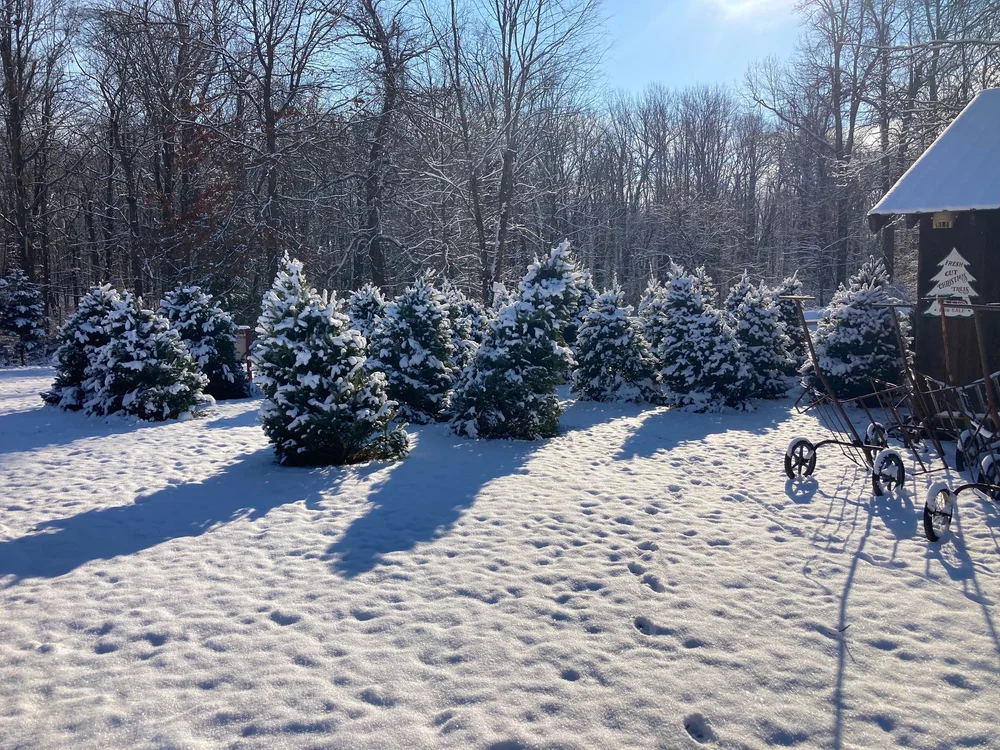 Offering Tall Trees and Hand Made Wreaths — Dumas Christmas Tree Farm