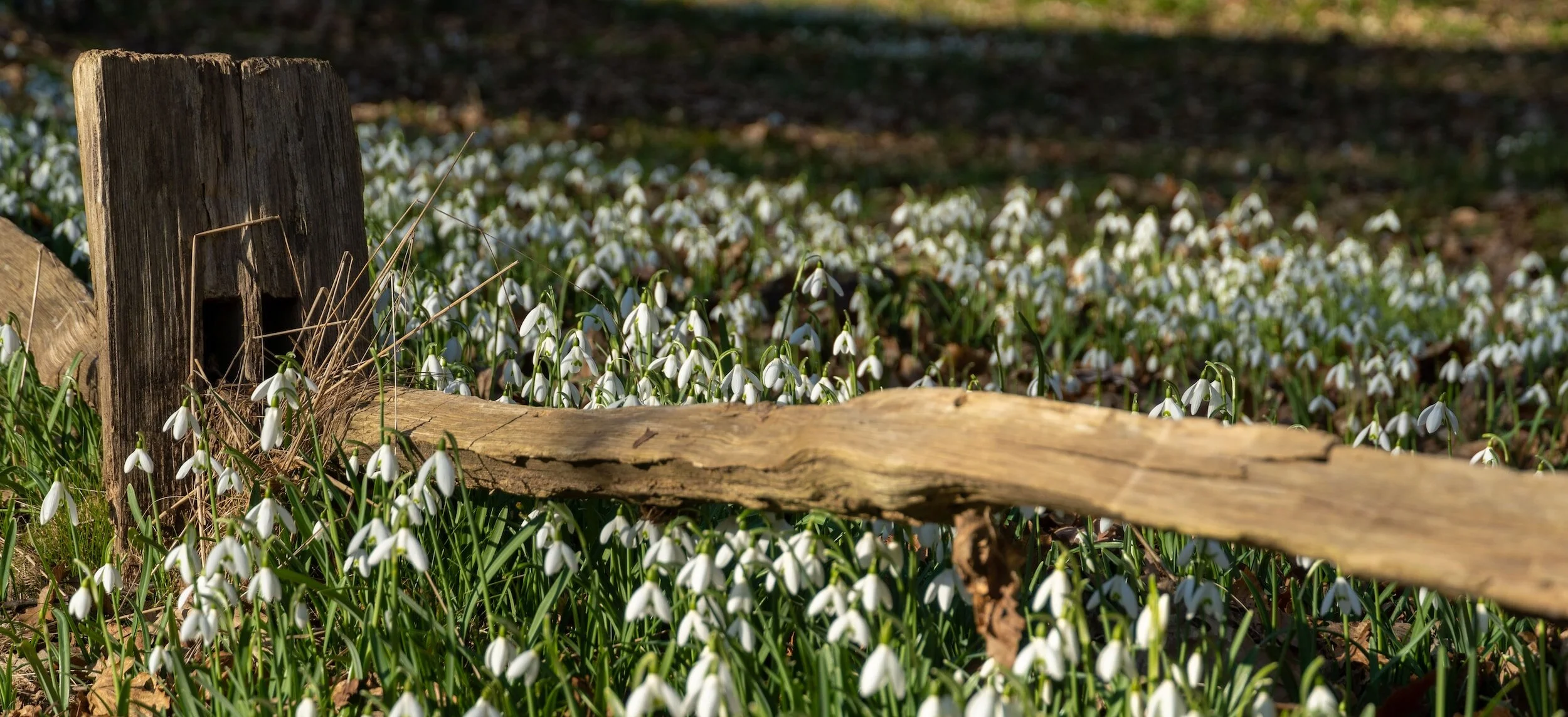 Picturesque snowdrop walks in London and South England