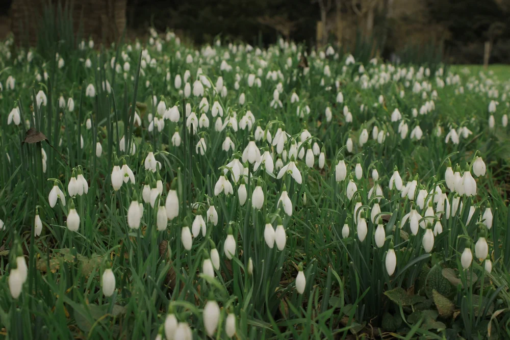 When and where to see spring flowers and gardens in London