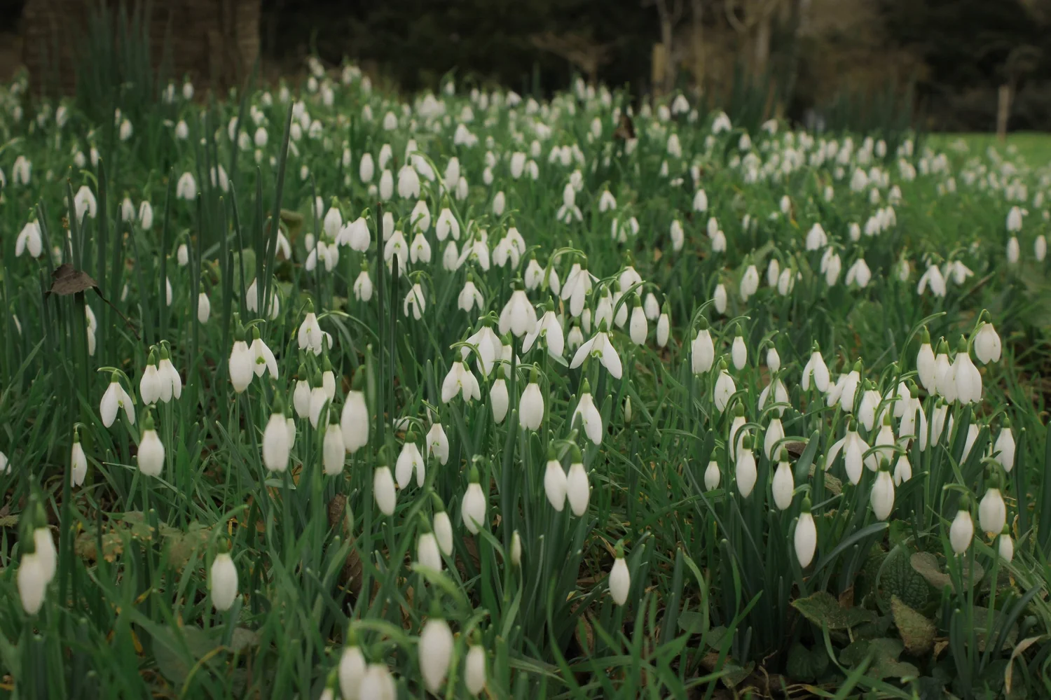 When and where to see spring flowers and gardens in London