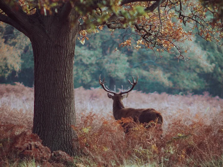 The 10 most charming autumn spots to enjoy London in the fall