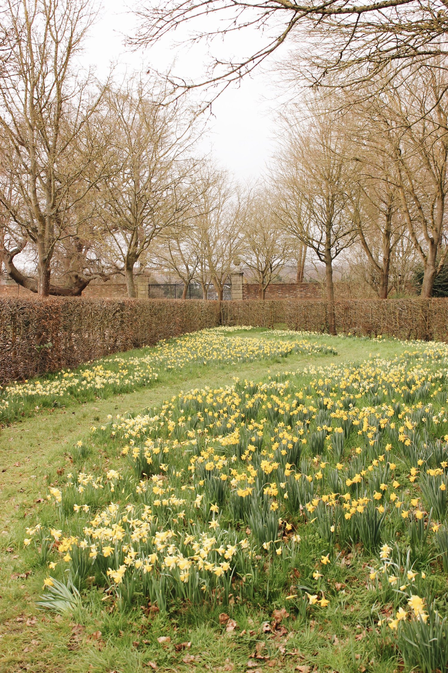Where to see daffodils in London and South East England