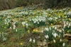 Picturesque snowdrop walks in London and South England