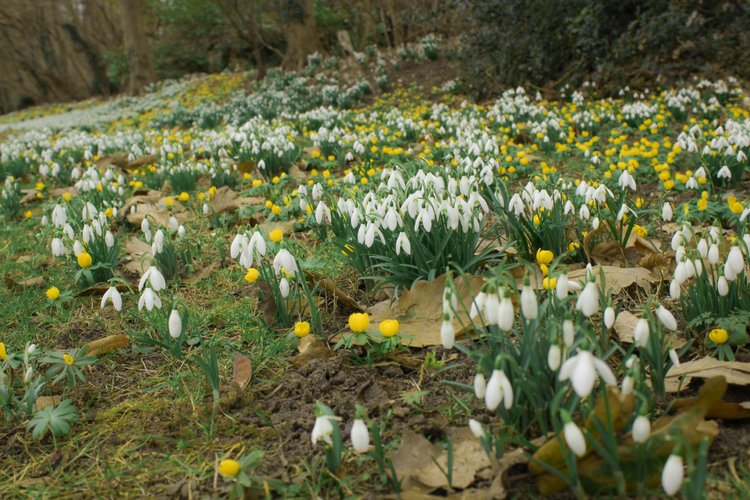 Picturesque snowdrop walks in London and South England