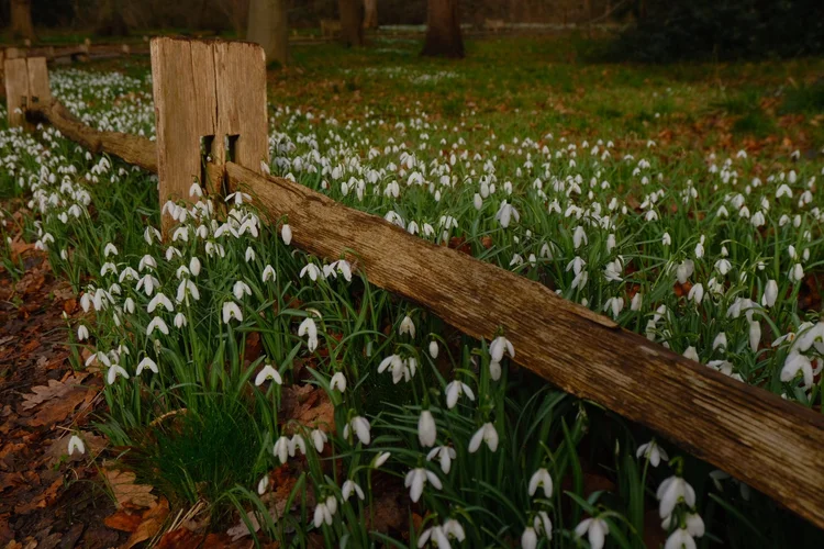 Picturesque snowdrop walks in London and South England