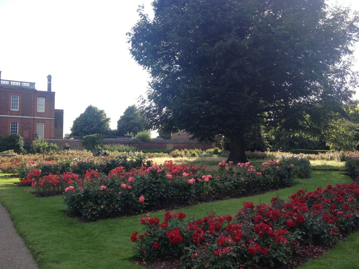 Where to see beautiful rose gardens in London and South East England