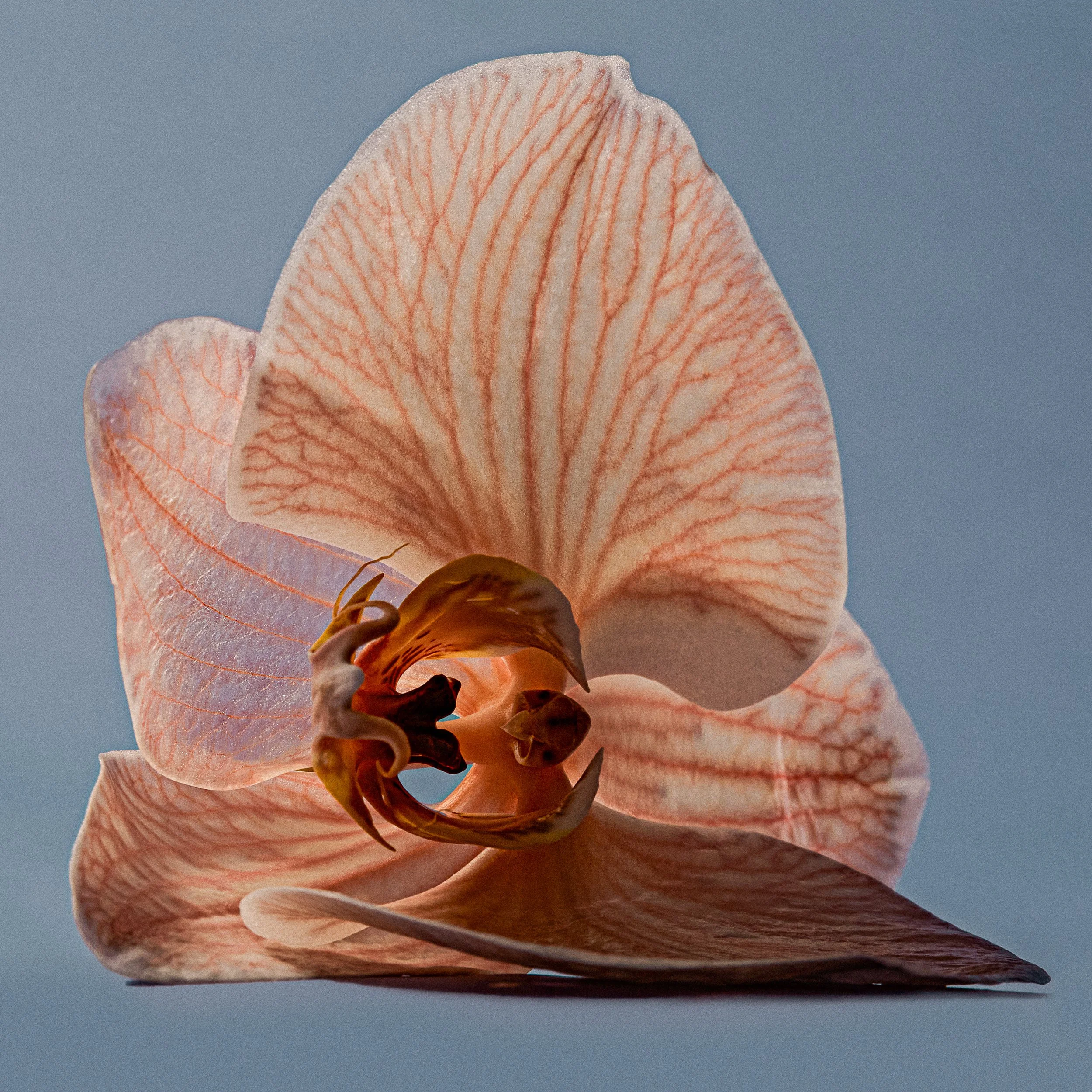 SUZANNE SAROFF