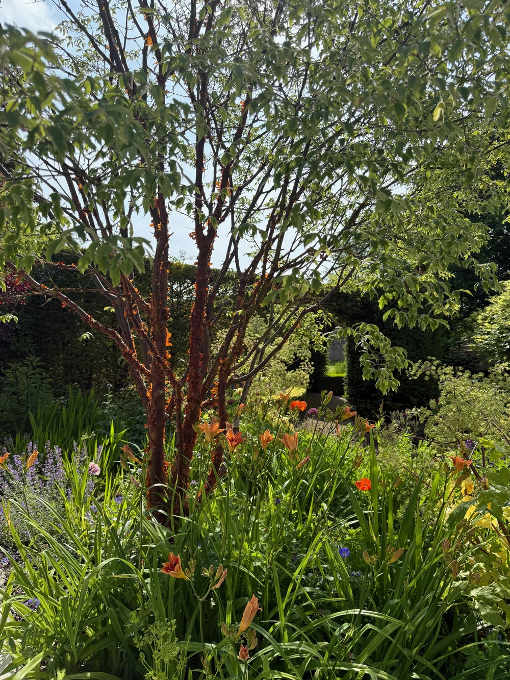 A Modern Yorkshire Garden — Haddon Studio