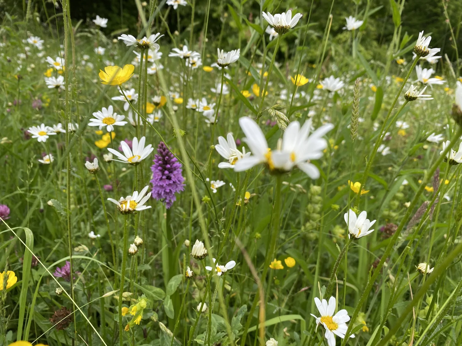 Guide To Green Infrastructure and Building With Nature — Haddon Studio