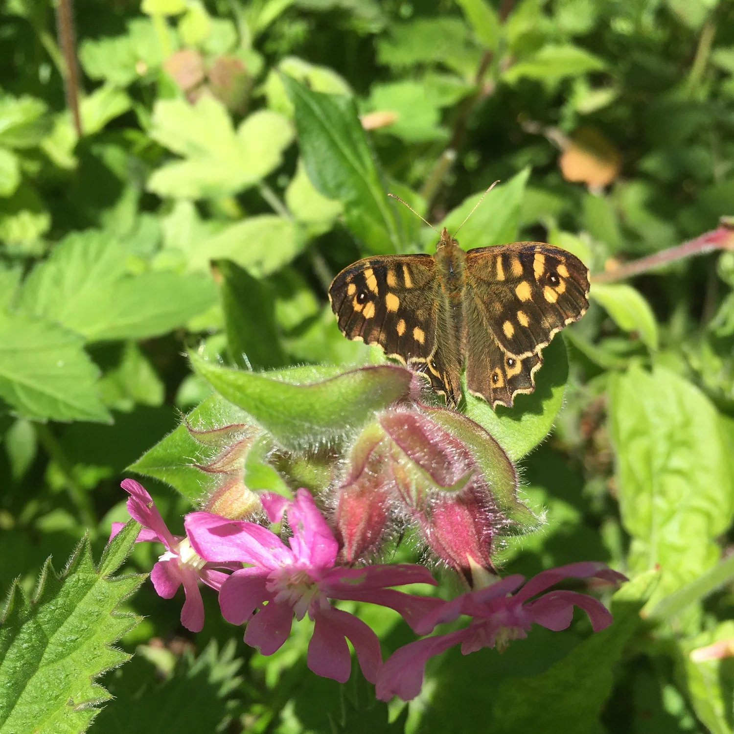 The Expert Guide To Biodiverse Gardens — Haddon Studio