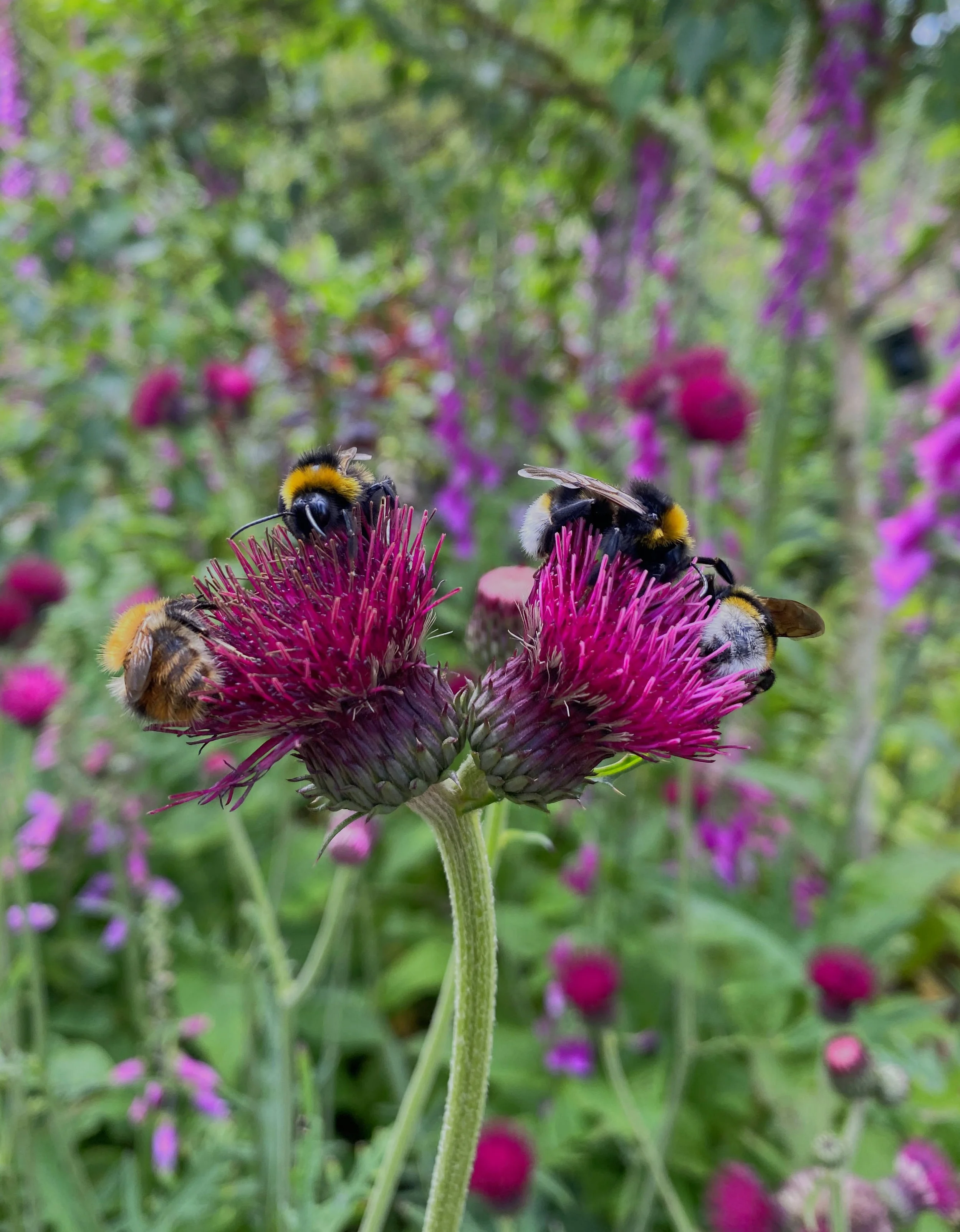 Landscape & Garden Designers UK | Haddon Studio