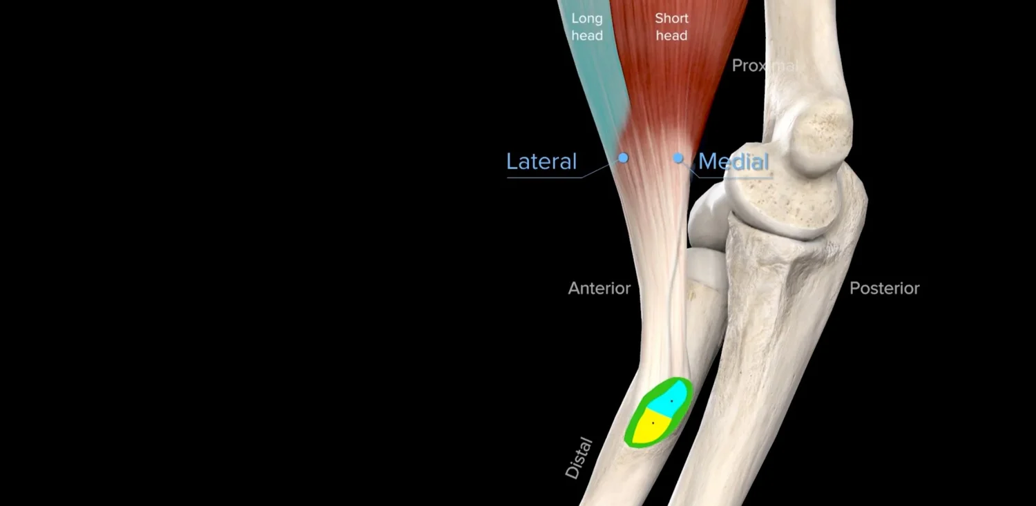 Distal Biceps Tendon Tear — Jonathan Koscso, MD