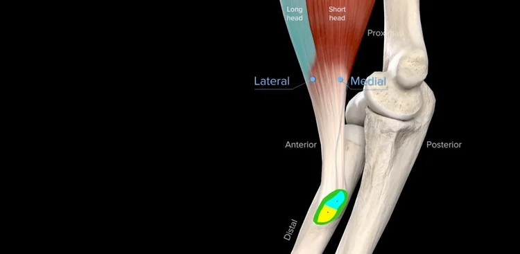 Distal Biceps Tendon Tear — Jonathan Koscso, MD