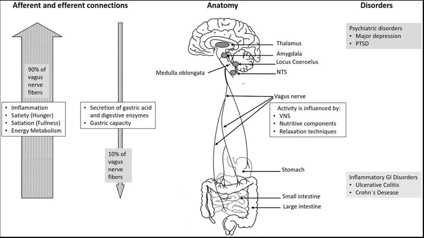 Vagal Tone: What It Is, How It Impacts Our Health, & How To Improve It