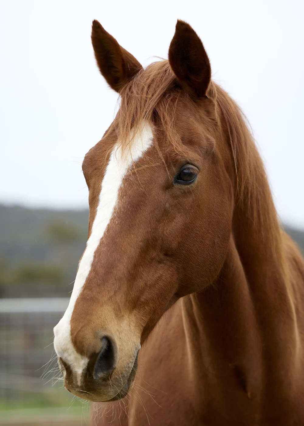 Meet our horses — Alathia