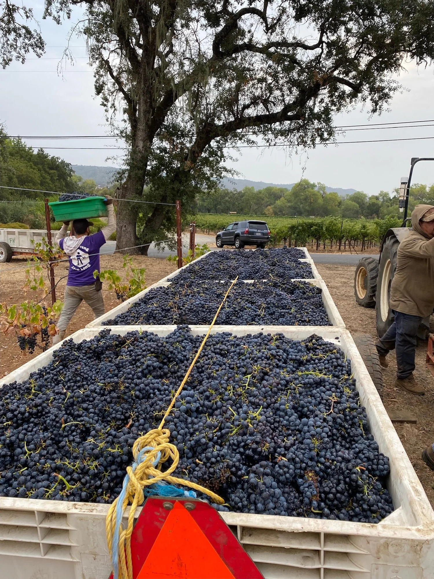 Sapphire Hill Winery | Discover Fine Wines Today