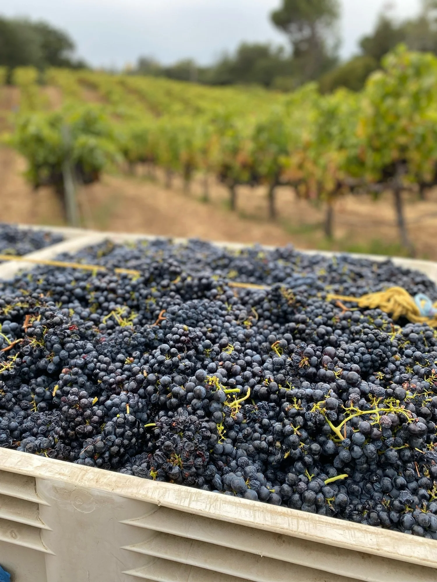 Sapphire Hill Winery | Discover Fine Wines Today