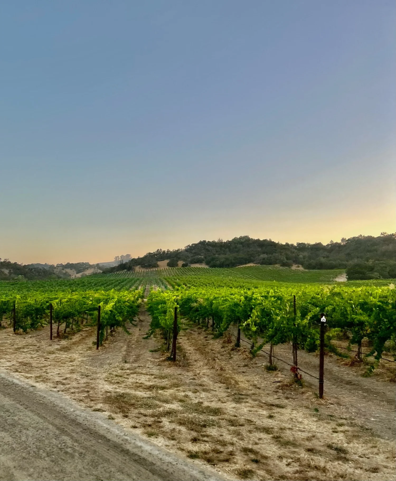 Sapphire Hill Winery | Discover Fine Wines Today