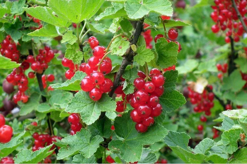 Groseillier (Ribes rubrum) — Petits fruits — Pépinière de la Crempse