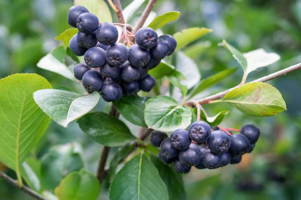 Petits fruits — Pépinière de la Crempse