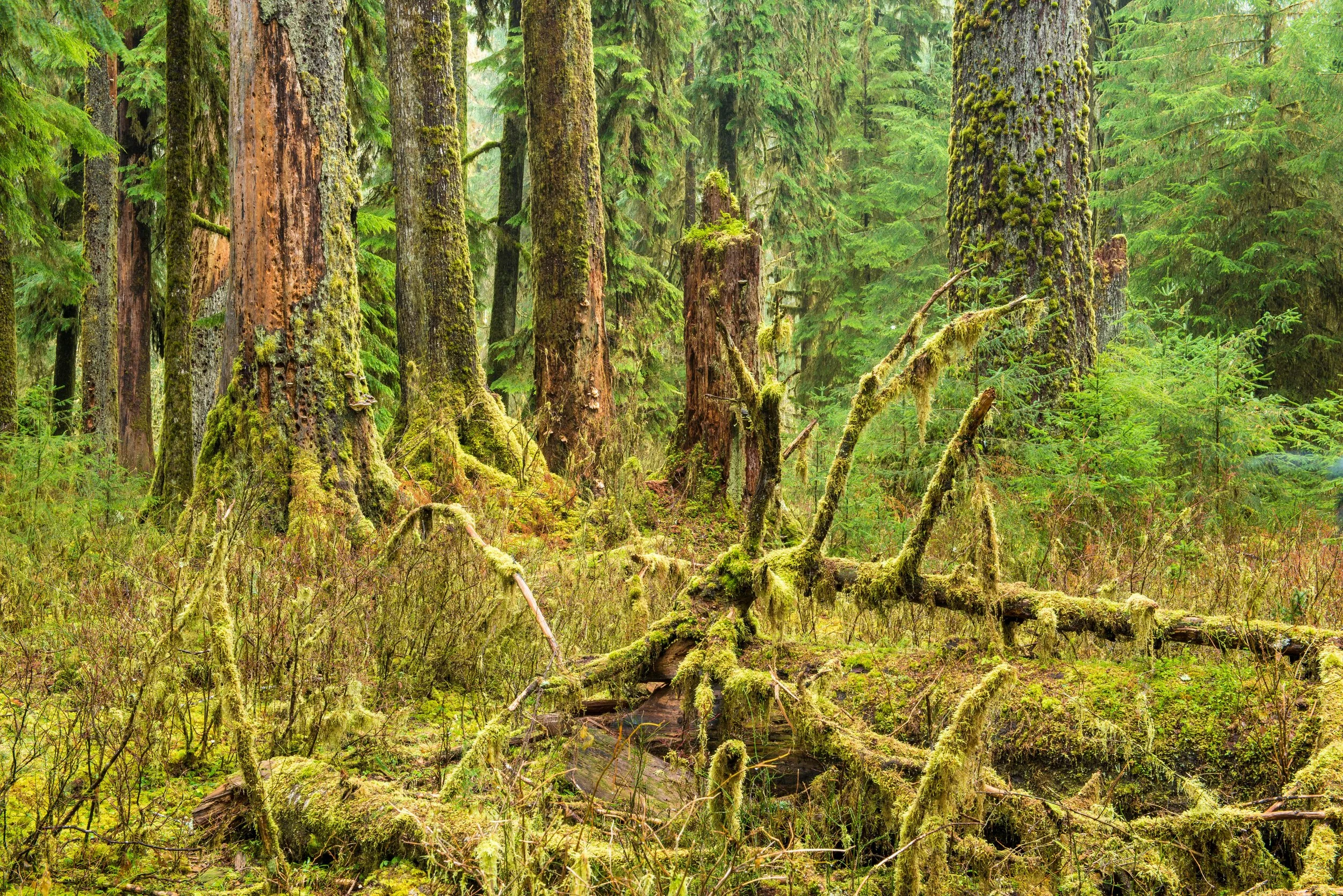 Ecological Restoration Fund