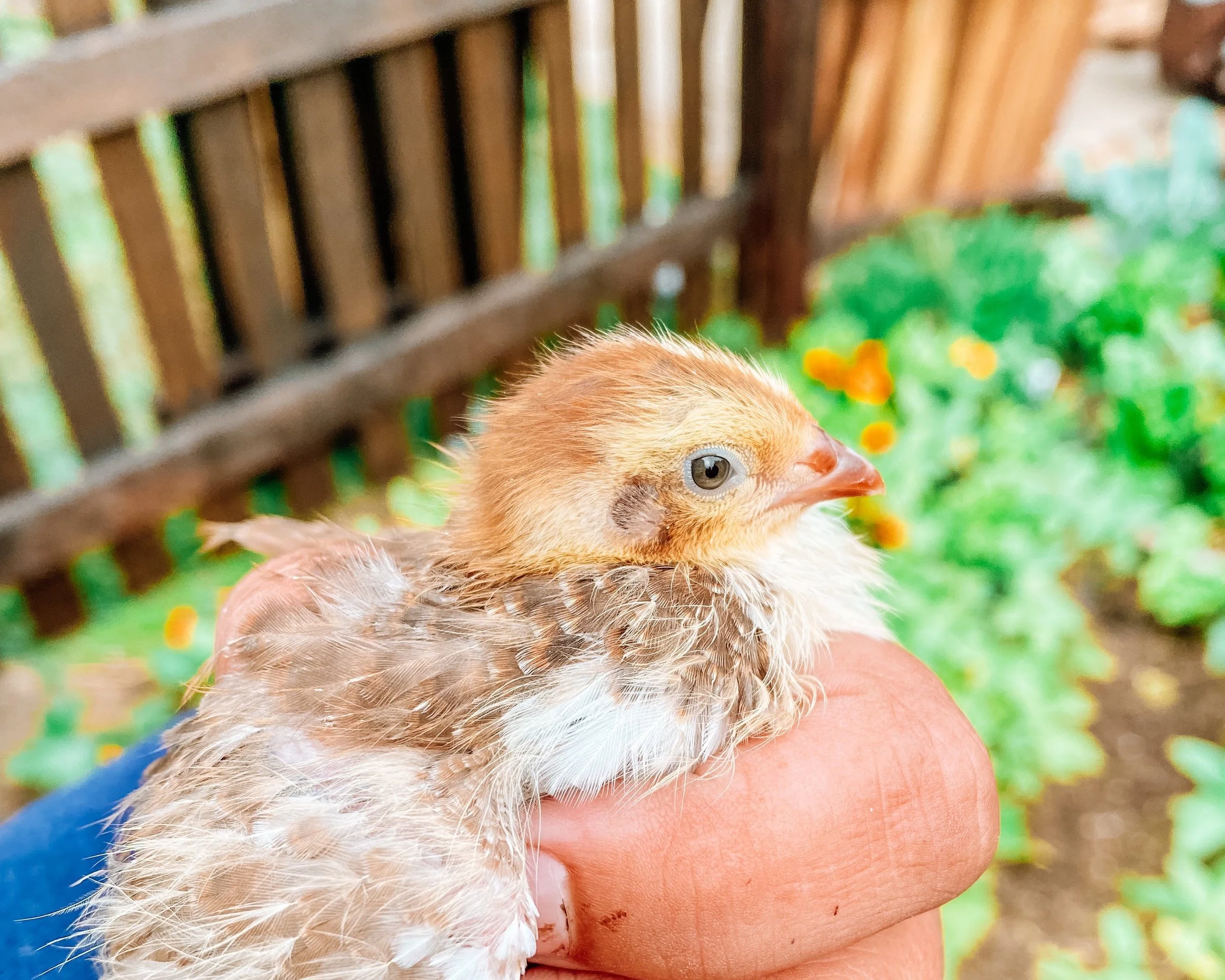 Quail Hatching Eggs, Chicks, Adults, and More! — Quinn's Quails