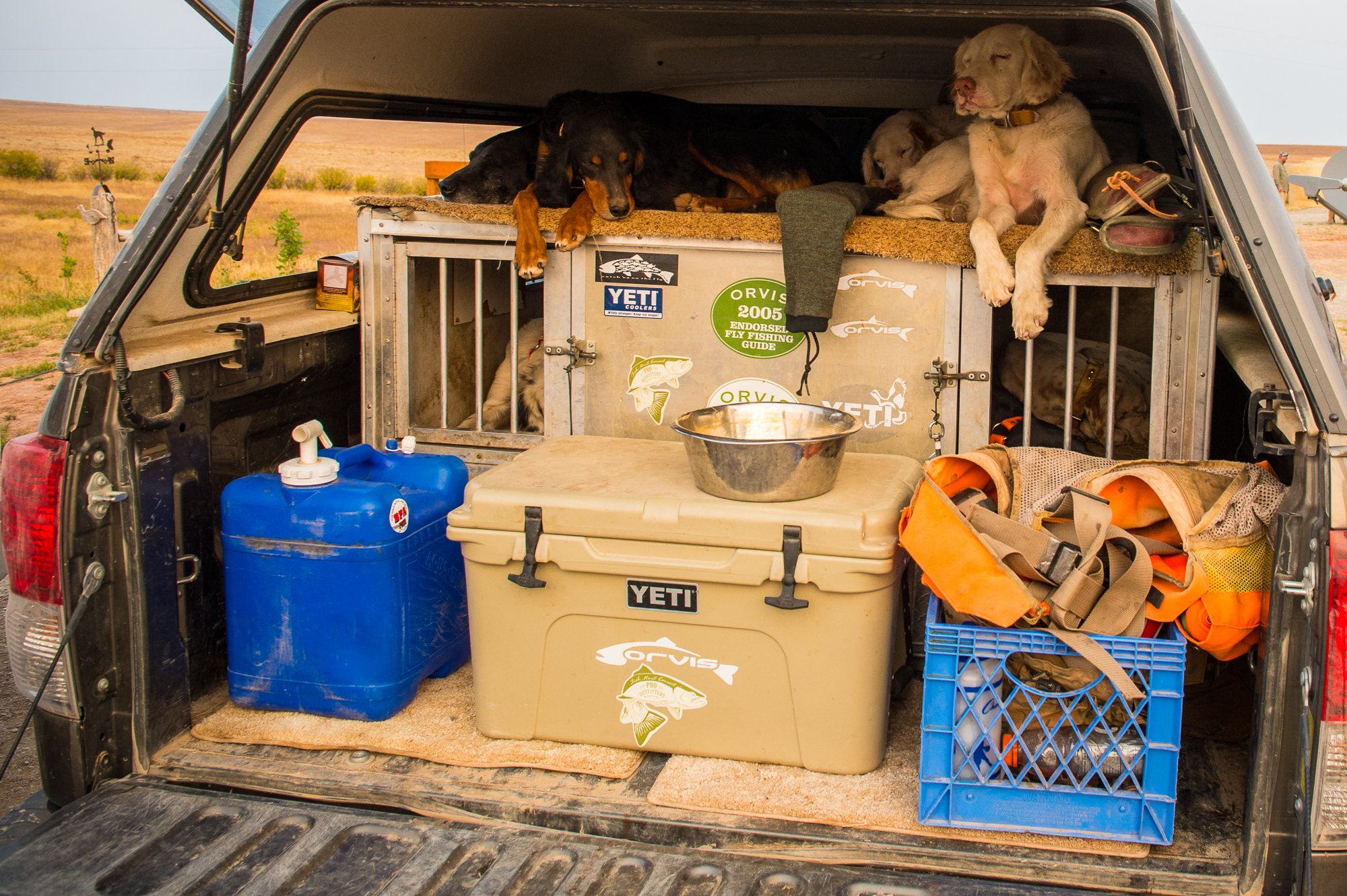 Hunting Dogs — Grossenbacher Photo