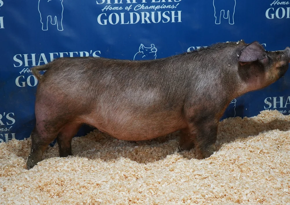 Bred Gilts — Shaffer's Goldrush