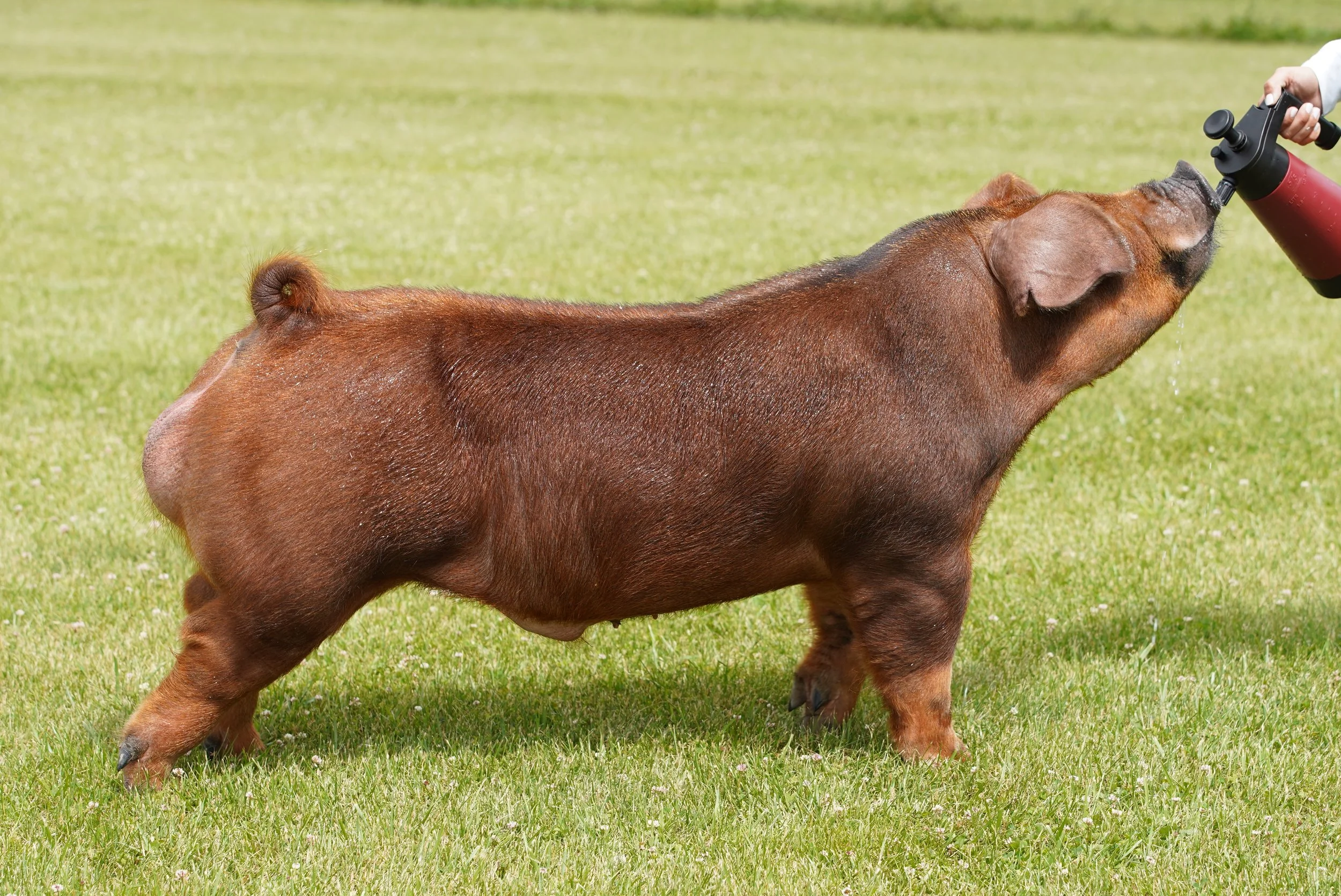 Blog 3 — Shaffer's Goldrush