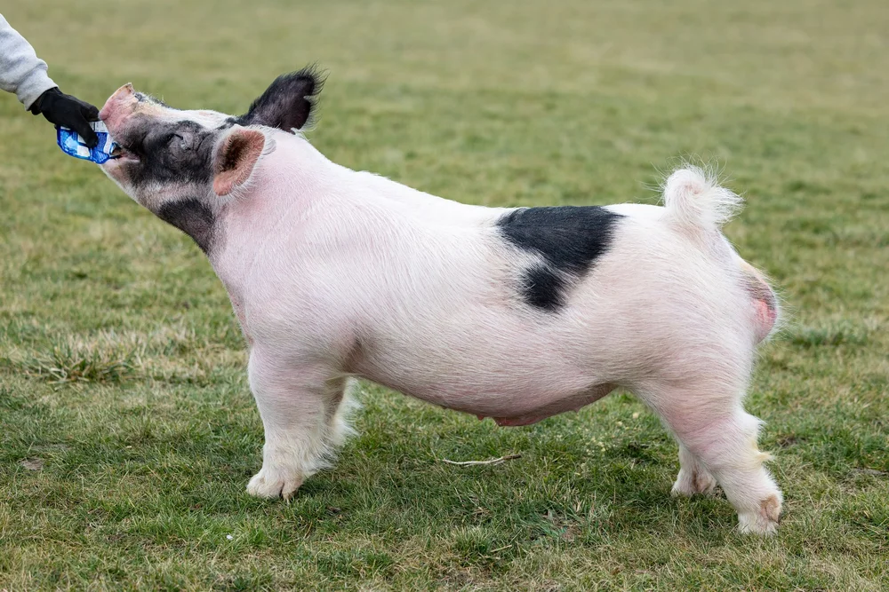 Journal — Shaffer's Goldrush