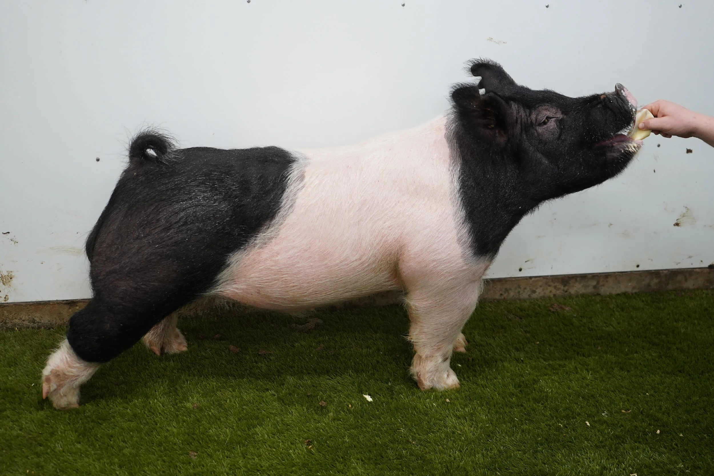 Journal — Shaffer's Goldrush