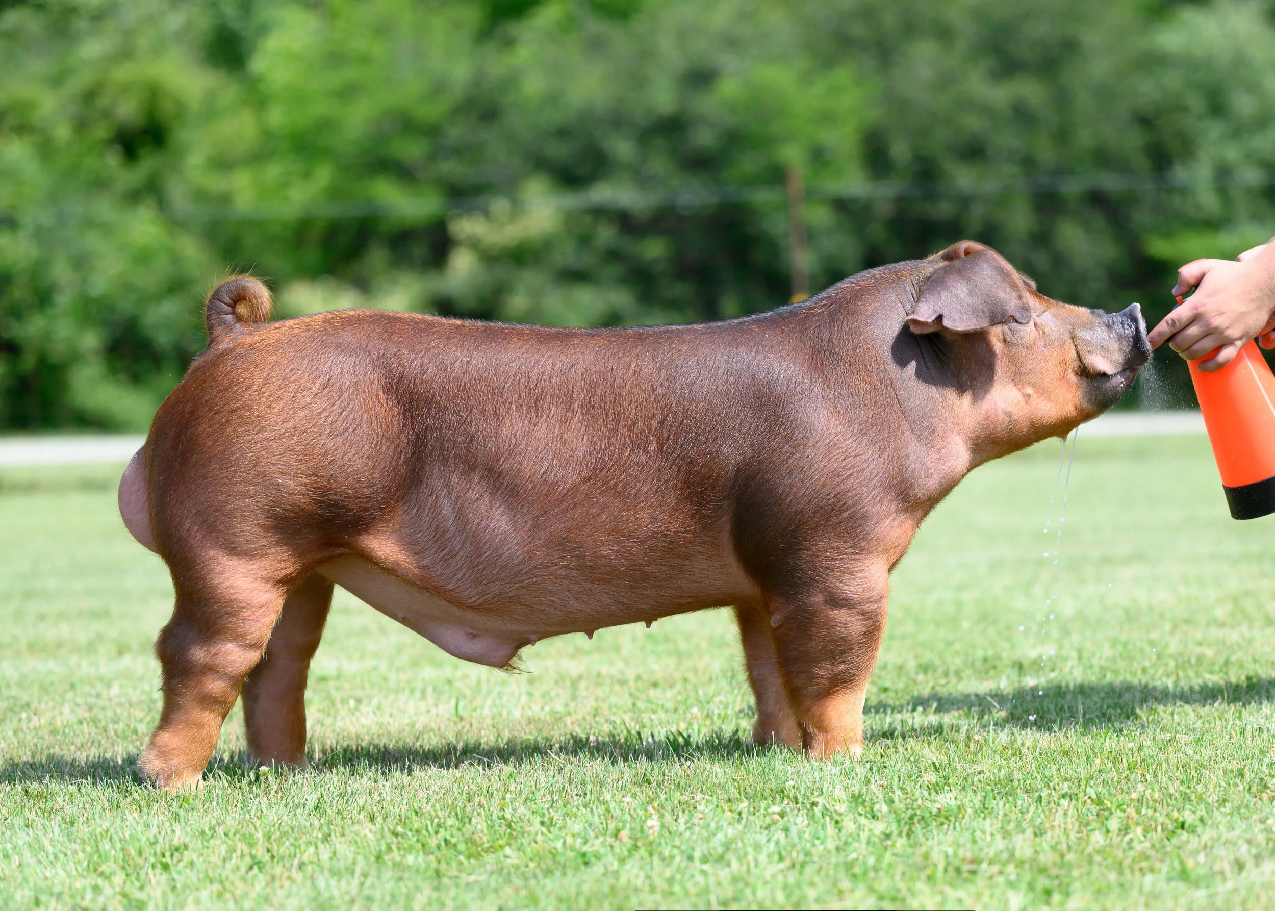 Provoke — Shaffer's Goldrush