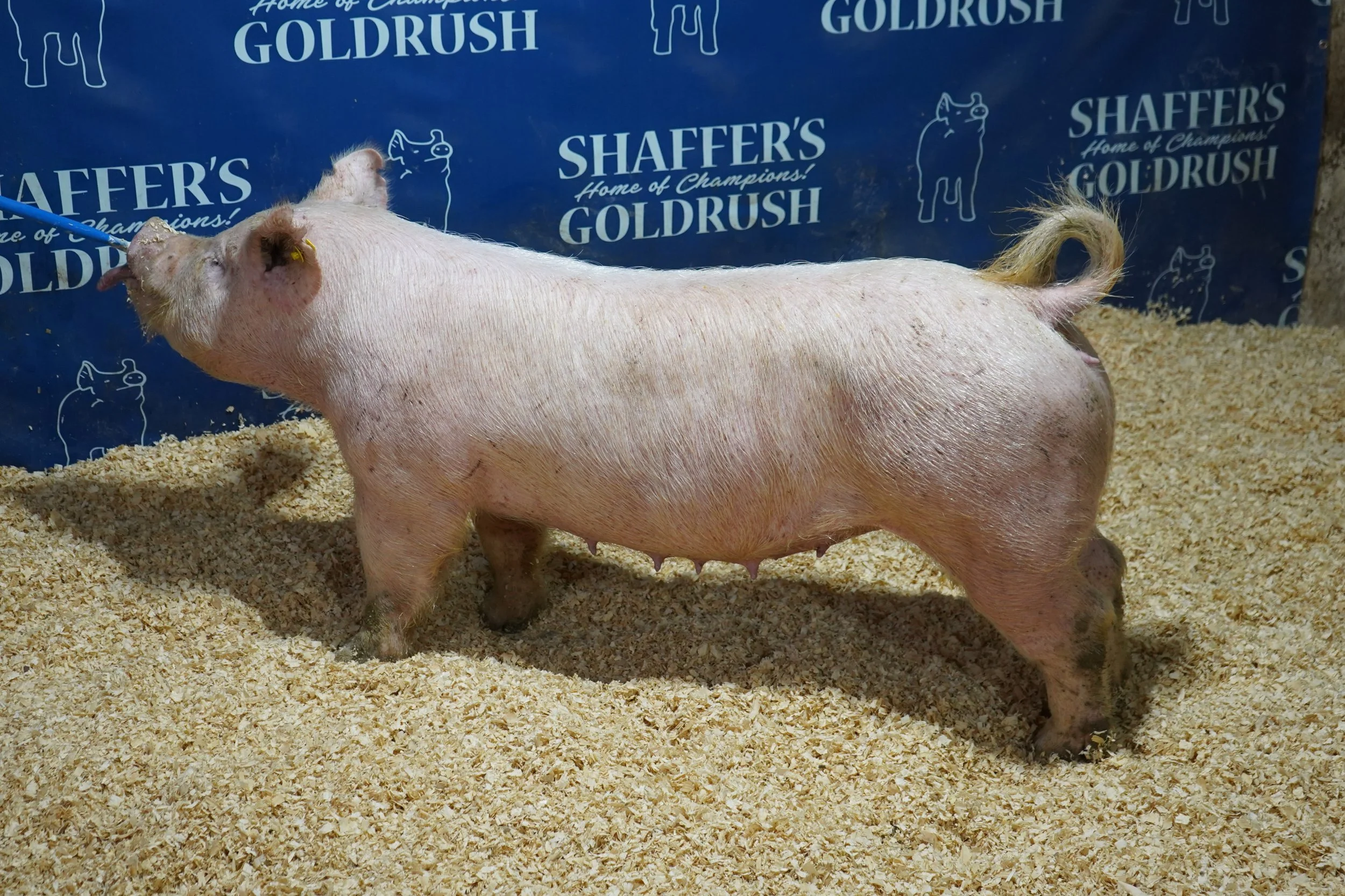 Bred Gilts — Shaffer's Goldrush
