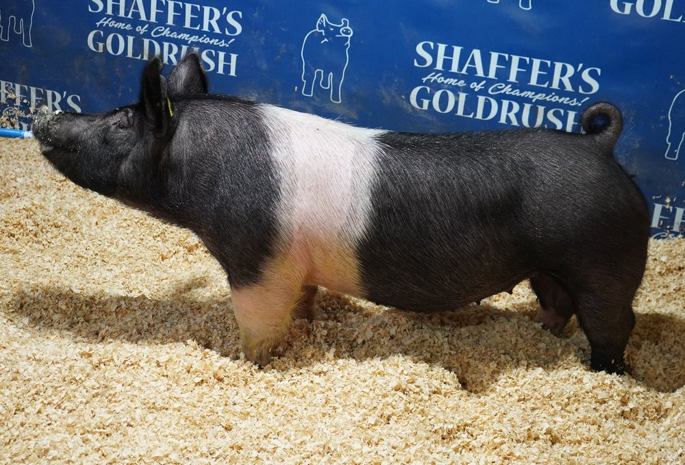 Bred Gilts — Shaffer's Goldrush