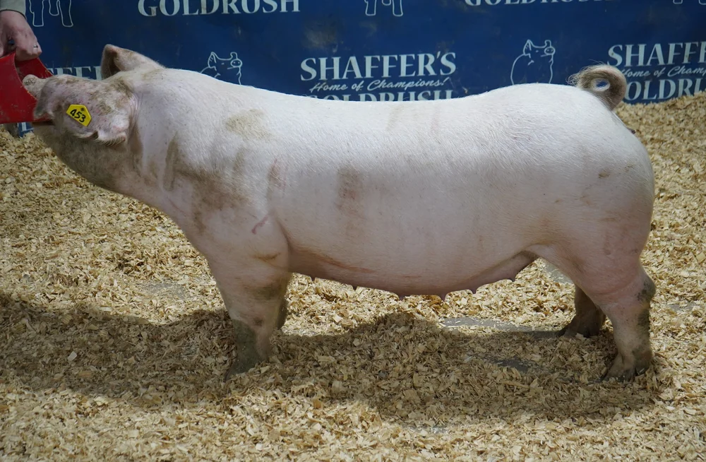 Bred Gilts — Shaffer's Goldrush