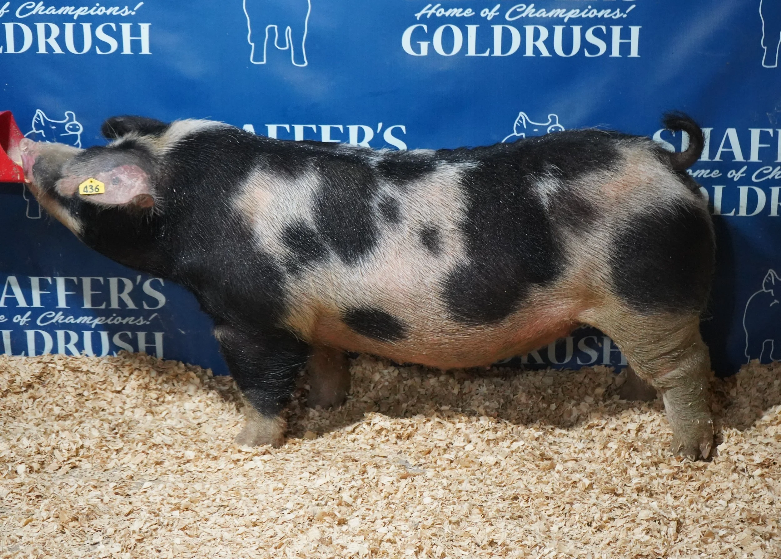 Bred Gilts — Shaffer's Goldrush