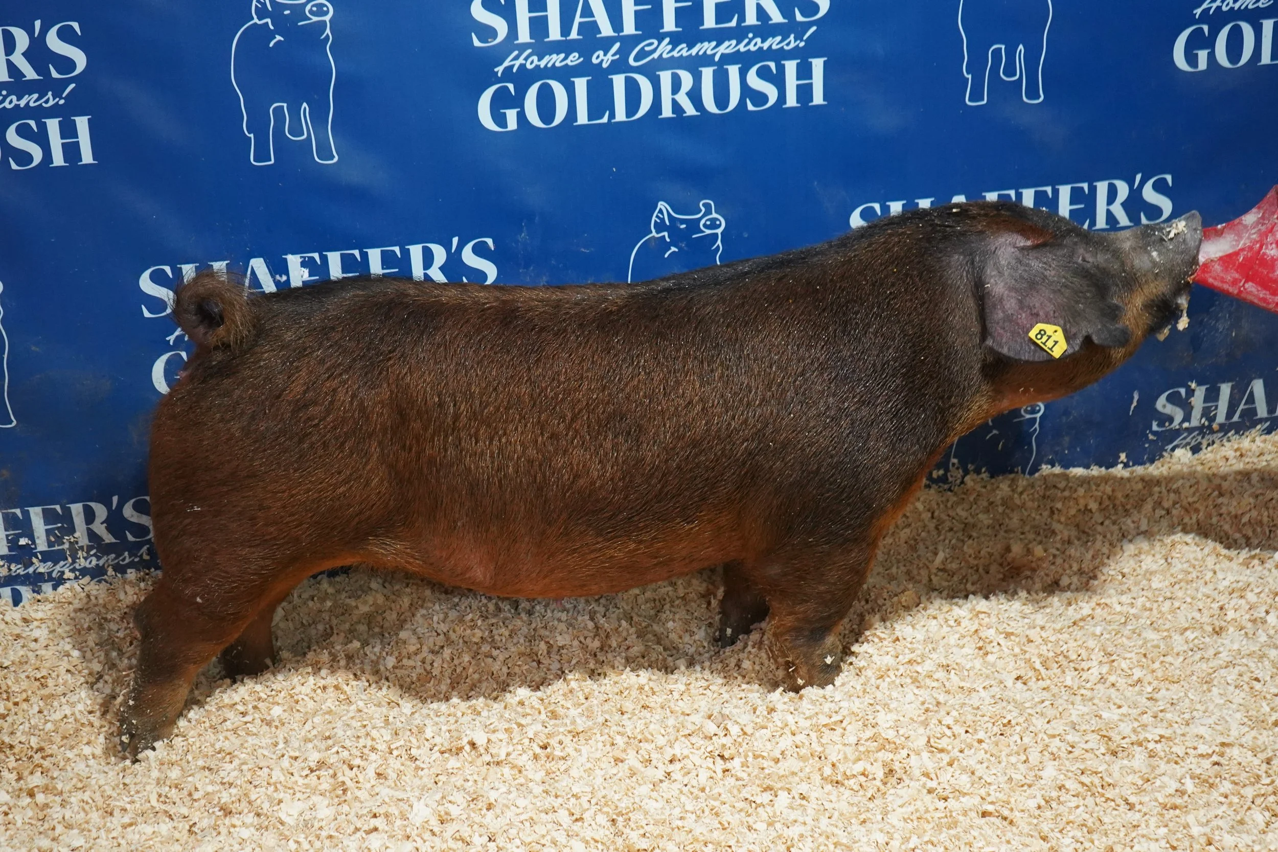 Bred Gilts — Shaffer's Goldrush