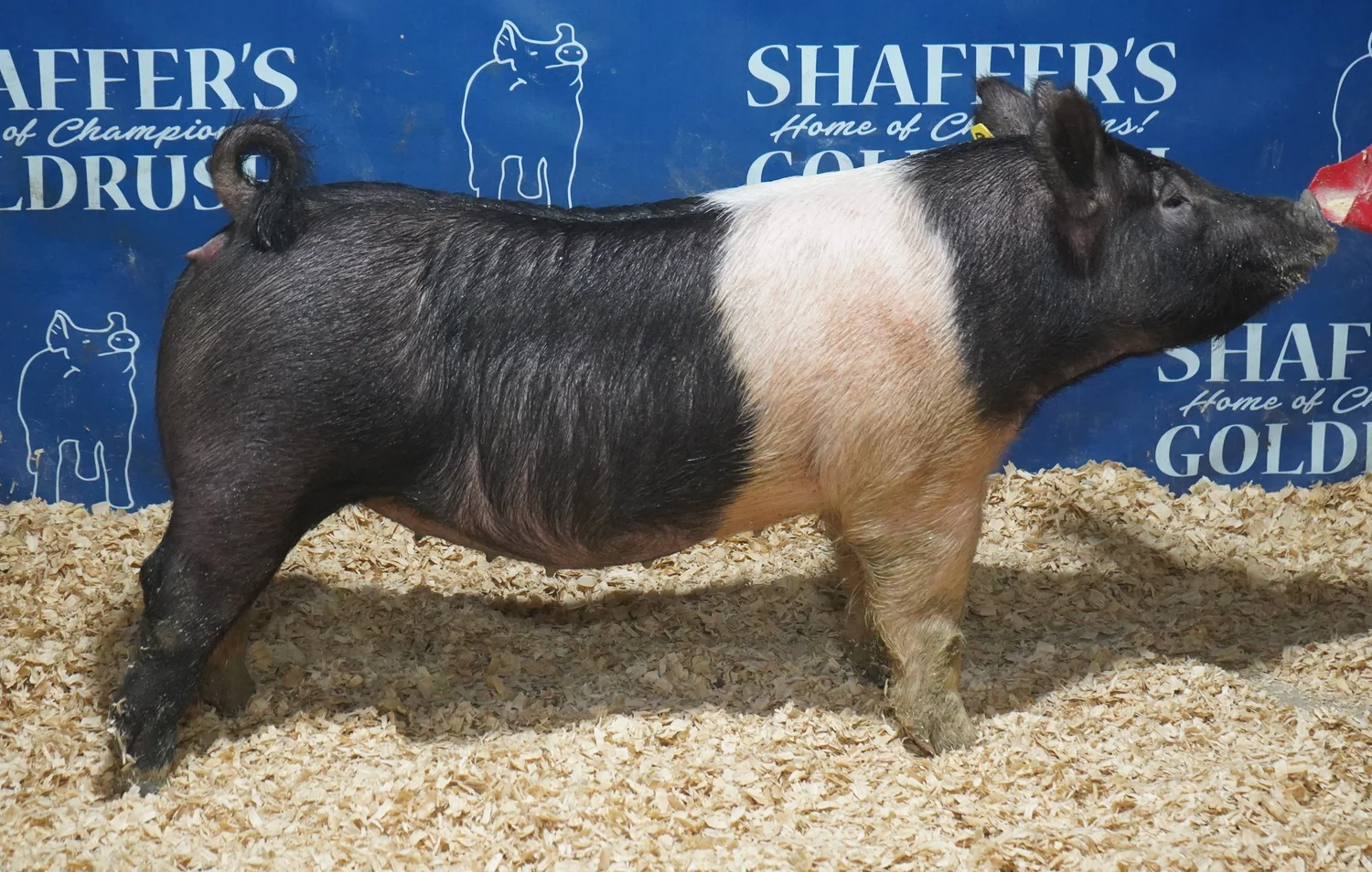 Bred Gilts — Shaffer's Goldrush