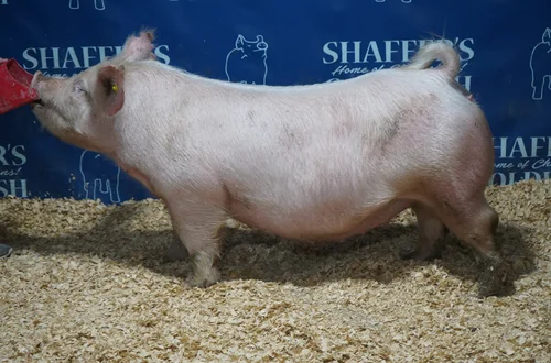 Bred Gilts — Shaffer's Goldrush