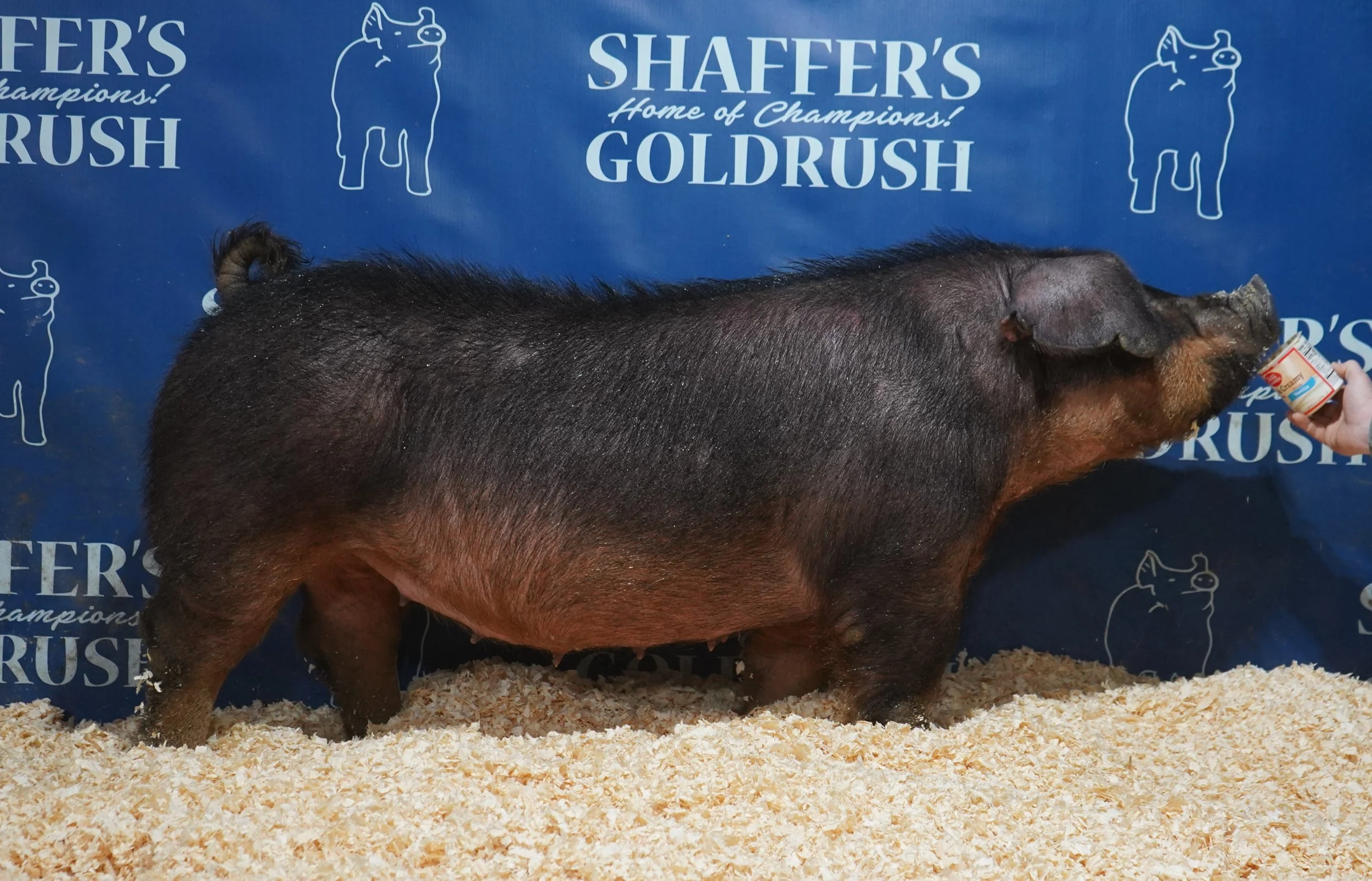 Bred Gilts — Shaffer's Goldrush