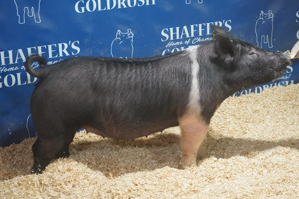 Bred Gilts — Shaffer's Goldrush