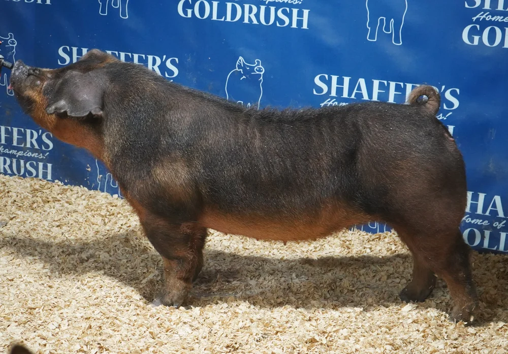 Bred Gilts — Shaffer's Goldrush