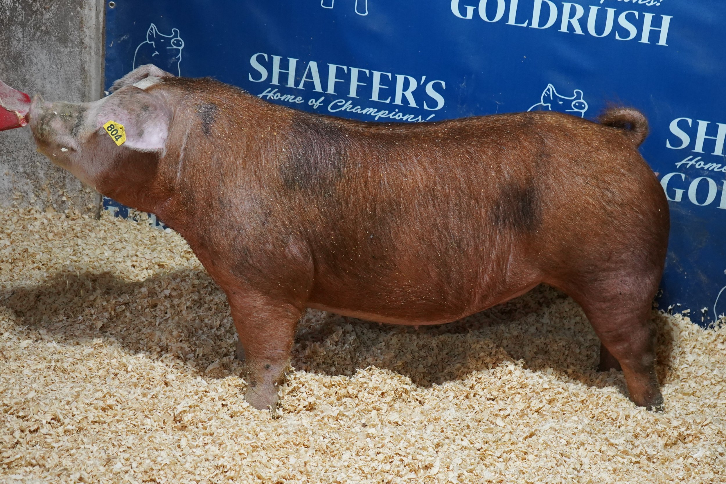 Bred Gilts — Shaffer's Goldrush