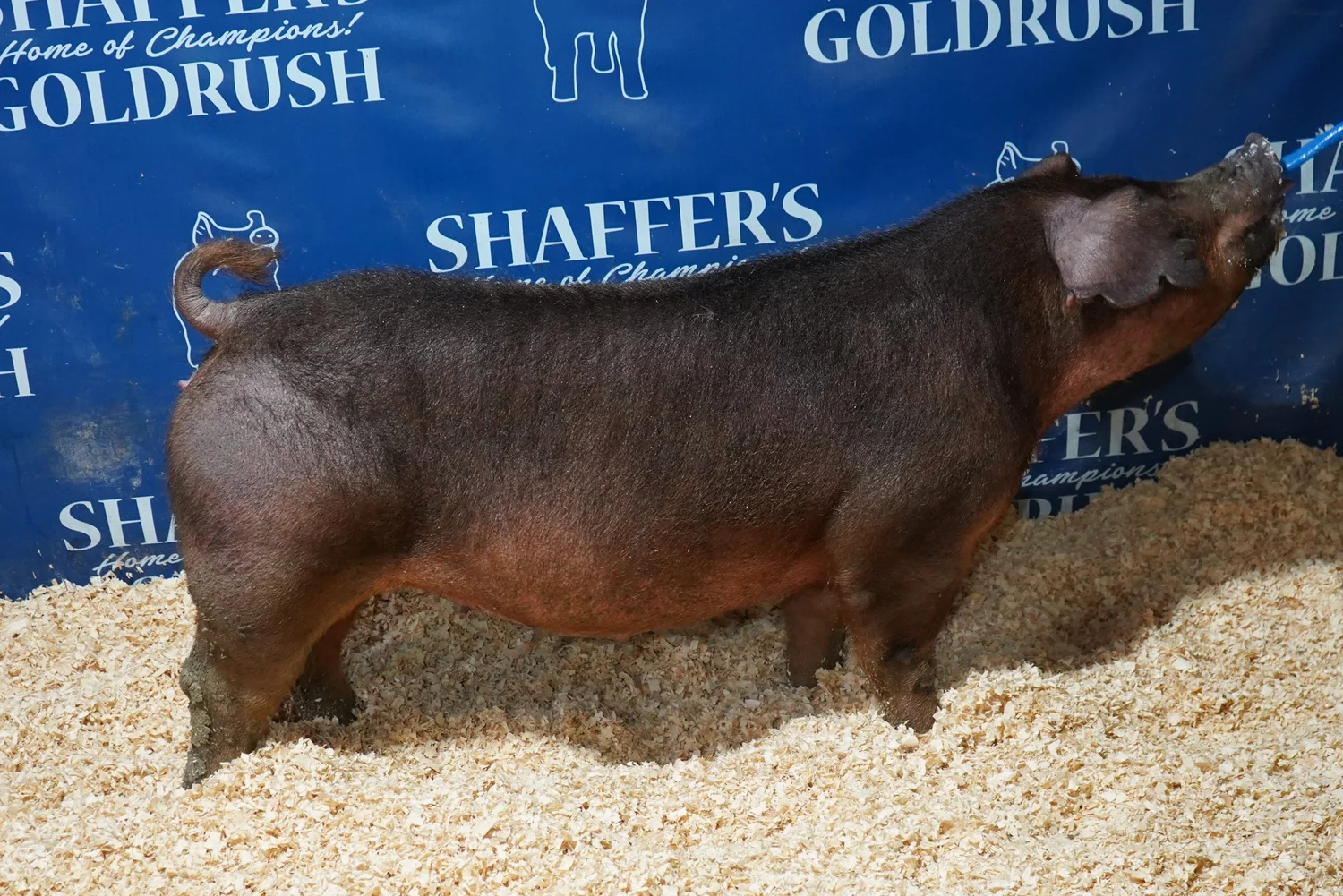 Bred Gilts — Shaffer's Goldrush