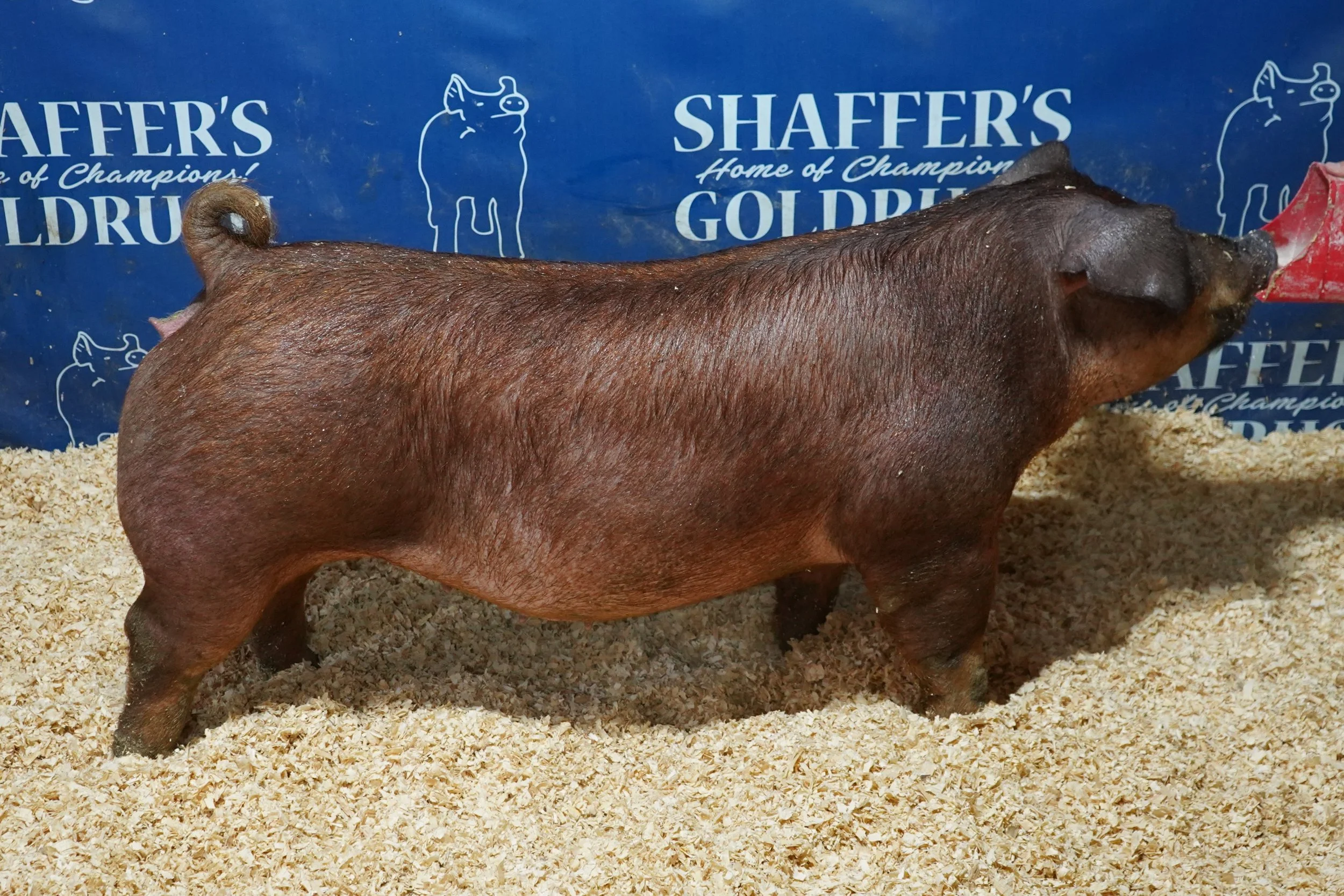 Bred Gilts — Shaffer's Goldrush