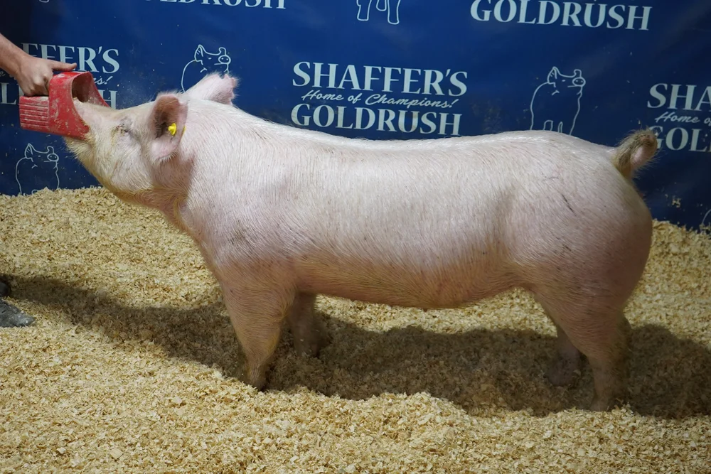 Bred Gilts — Shaffer's Goldrush